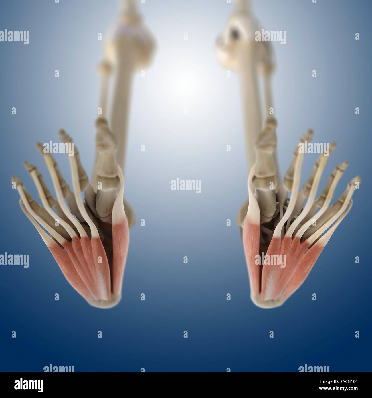 Foot muscles. Computer artwork of a view from below of some of the ...