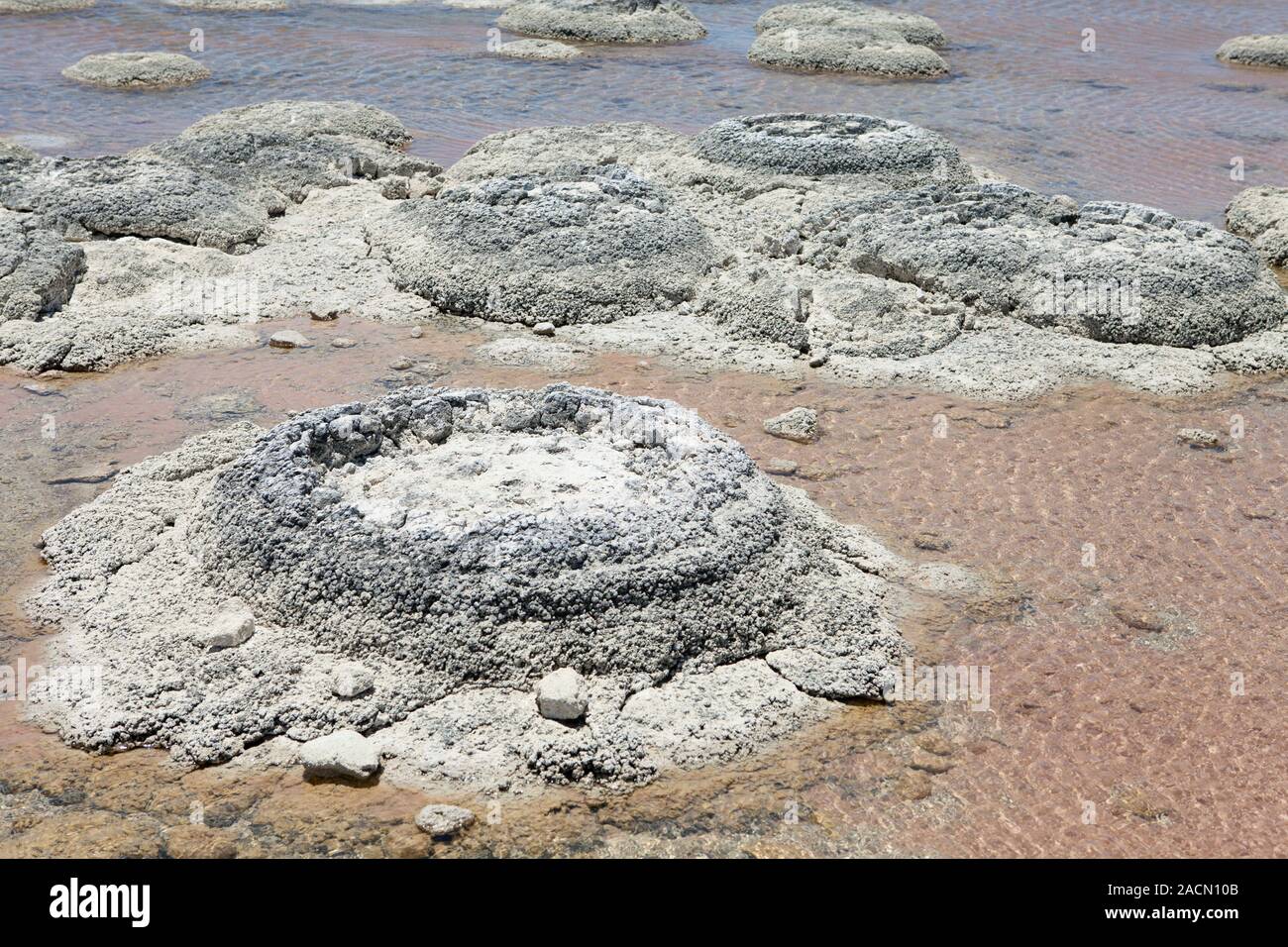Stromatolites. Stromatolites are mineralised microbial communities ...