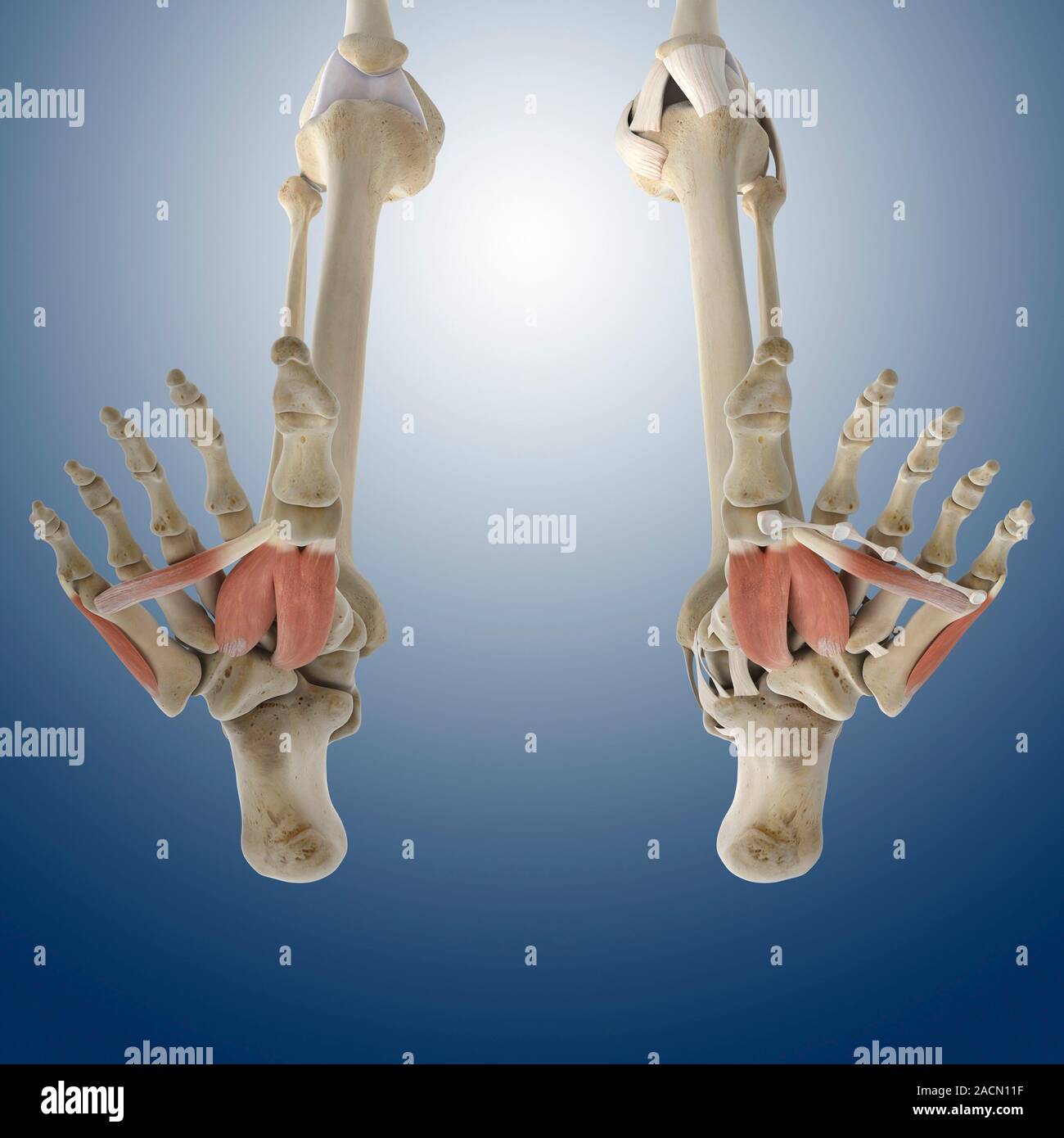 Foot muscles. Computer artwork of a view from below of some of the ...