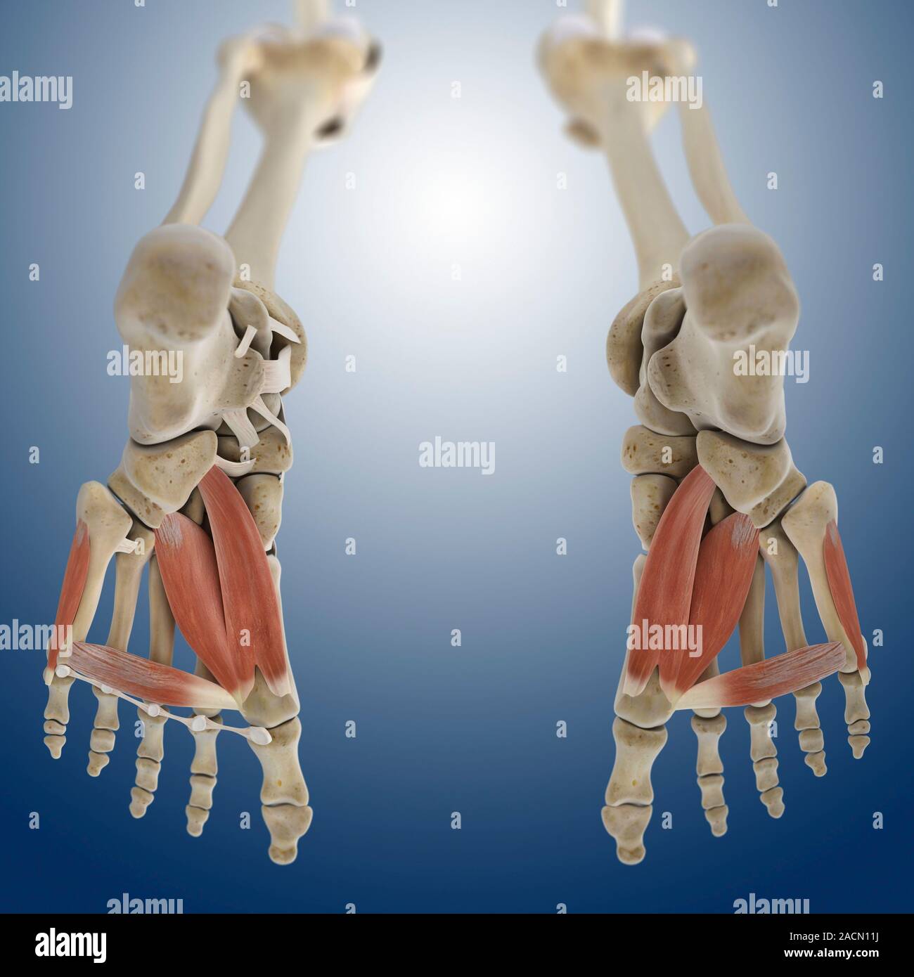 Foot muscles. Computer artwork of a view from below of some of the ...