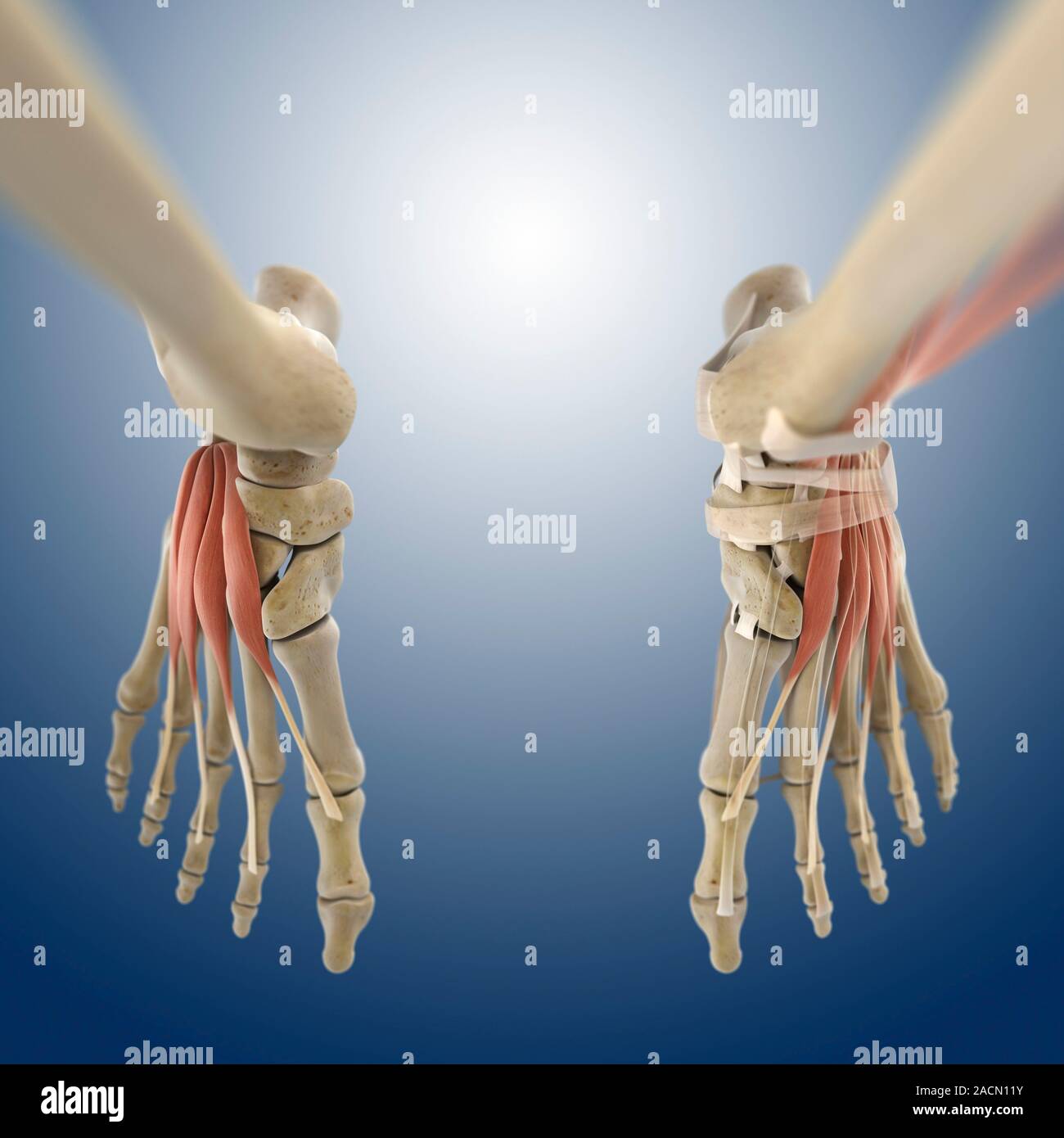 Foot muscles. Computer artwork of a view looking down on some of the ...