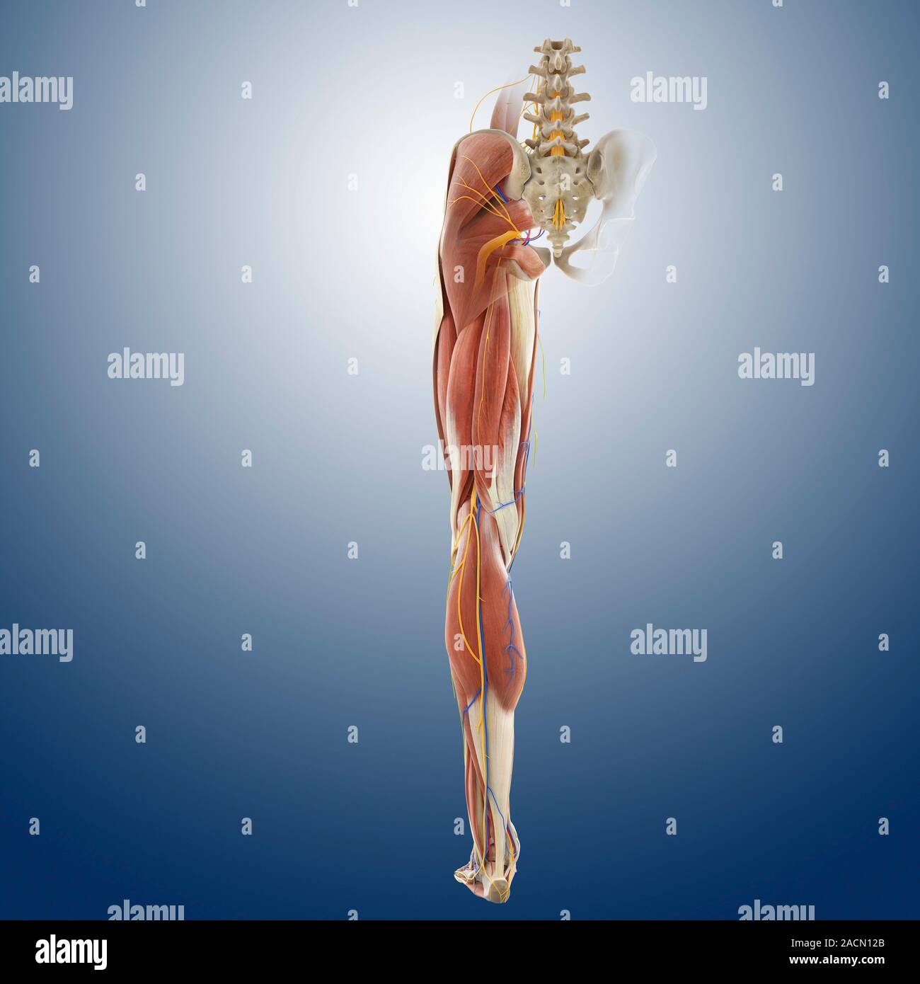 Leg anatomy. Computer artwork of a rear view of a human leg, showing ...