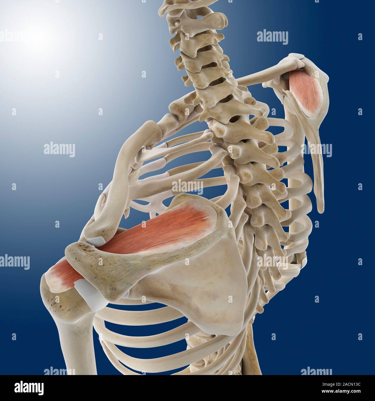 Shoulder muscle. Computer artwork of an oblique posterior view from ...