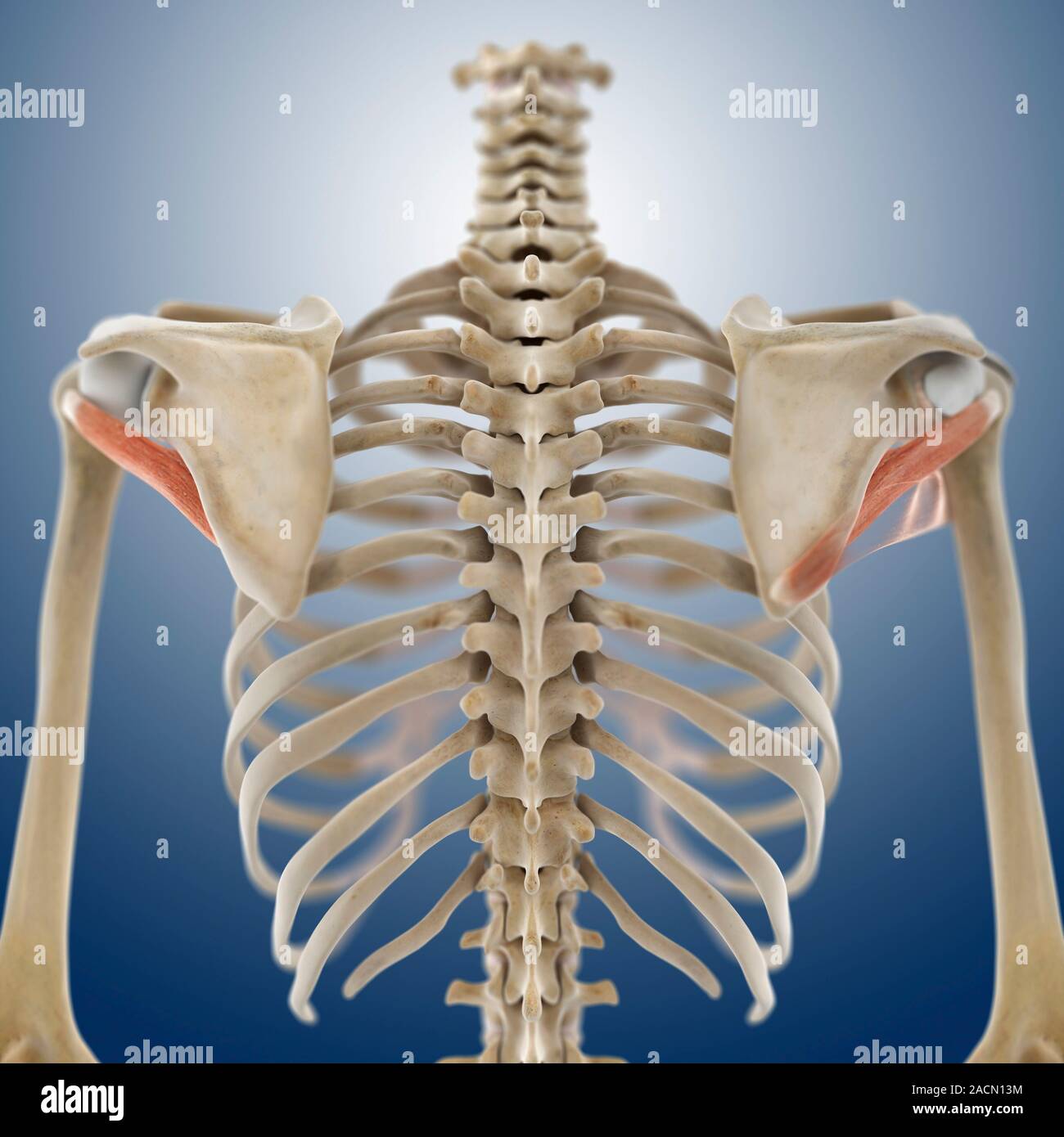 Shoulder muscles. Computer artwork of a posterior view of two of the ...