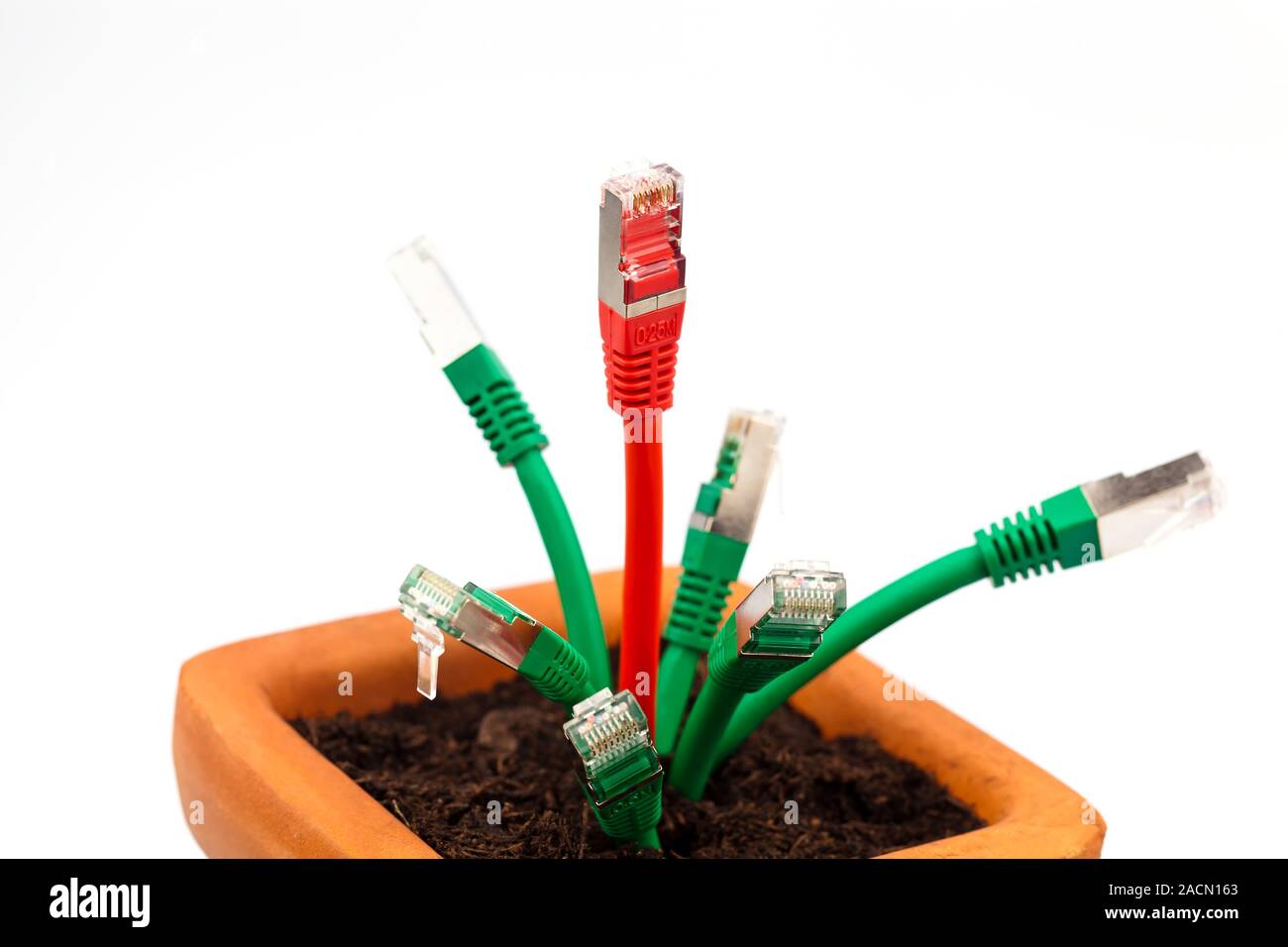 Network cable in flower pot Stock Photo - Alamy