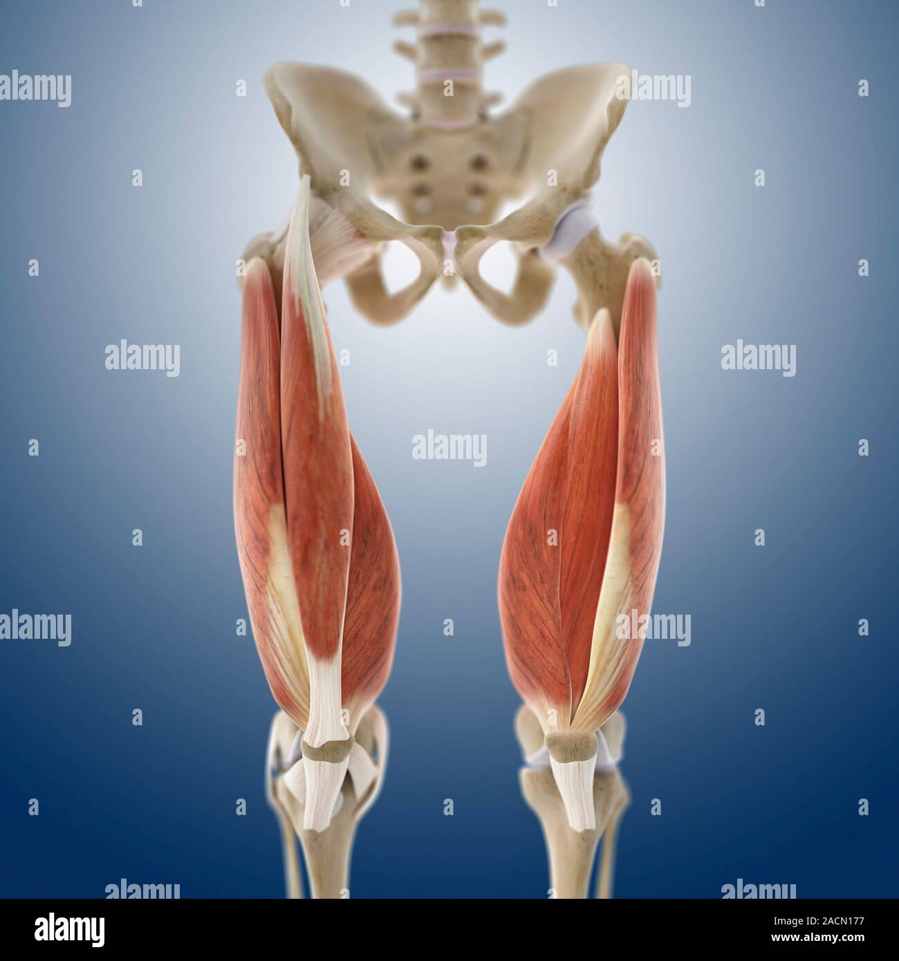 Thigh muscles. Computer artwork of an anterior view of some of the ...