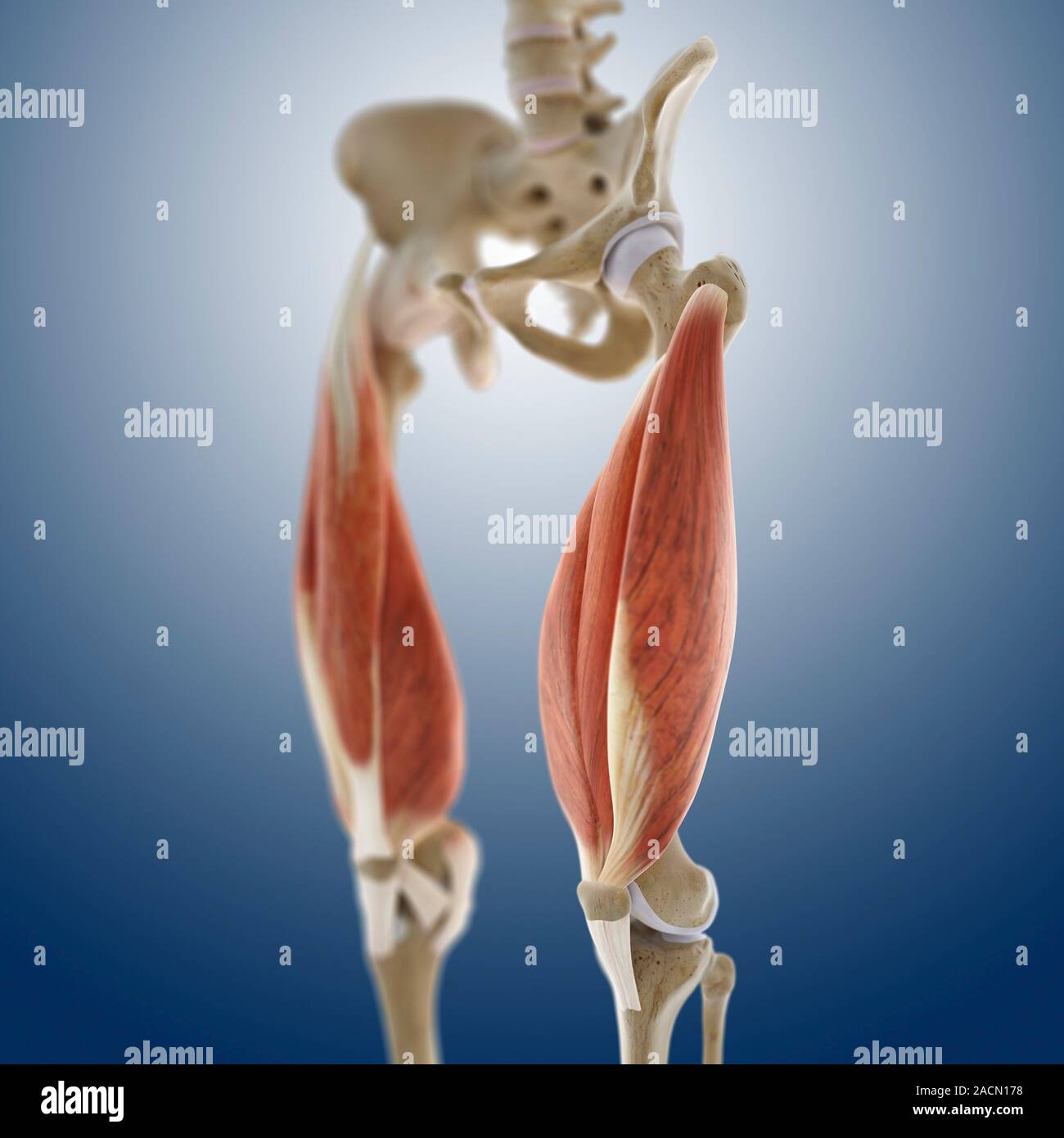 Thigh muscles. Computer artwork of an oblique anterior view of some of ...