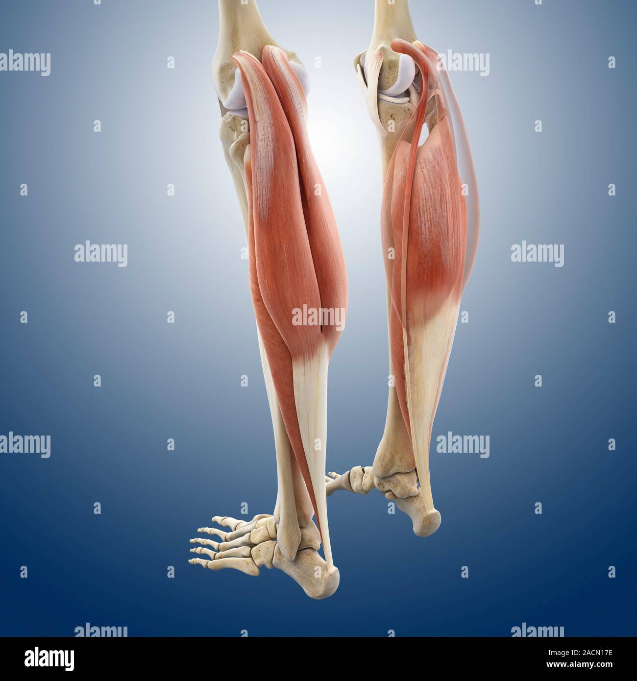 Calf muscles. Computer artwork of an oblique posterior view of some of ...