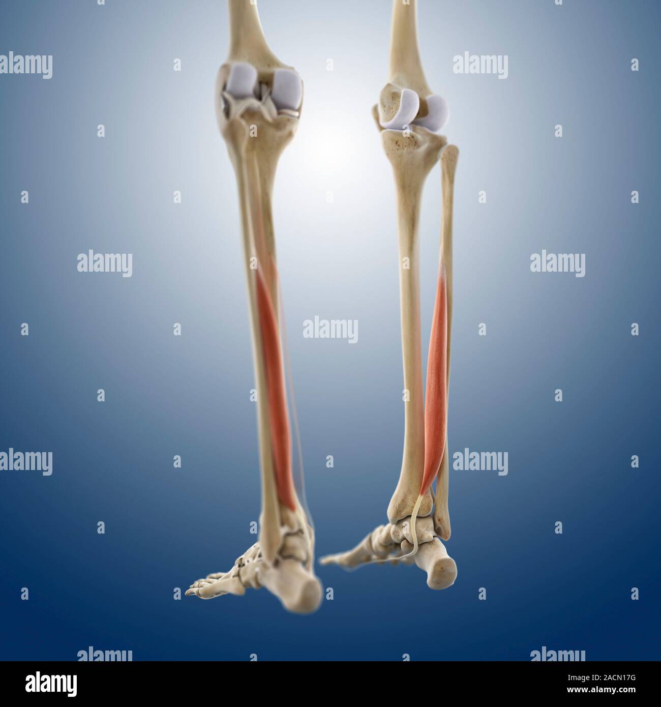 Calf muscle. Computer artwork of an oblique posterior view of one of ...
