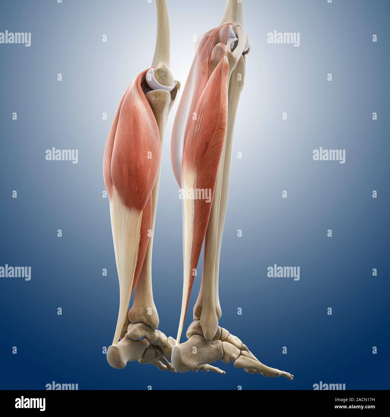 Calf muscles. Computer artwork of an oblique posterior view of some of ...