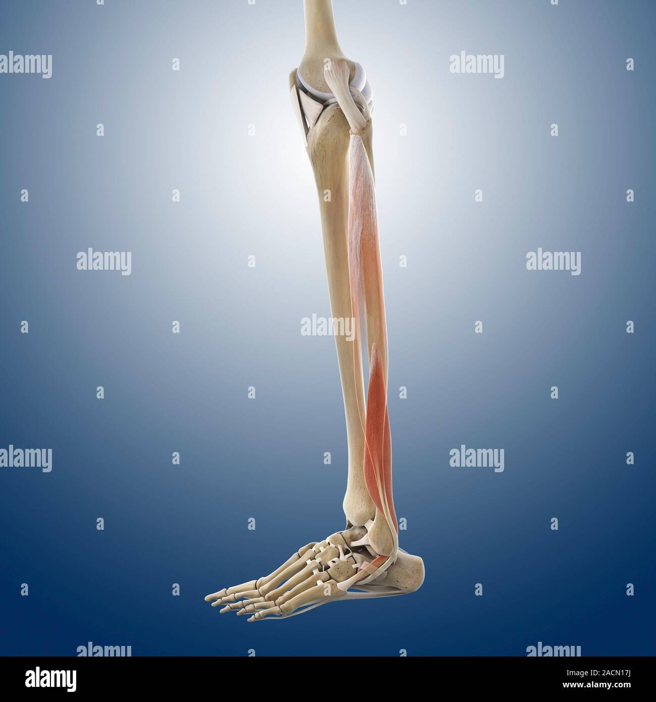 Calf muscles. Computer artwork of a side view of a set of calf muscles ...