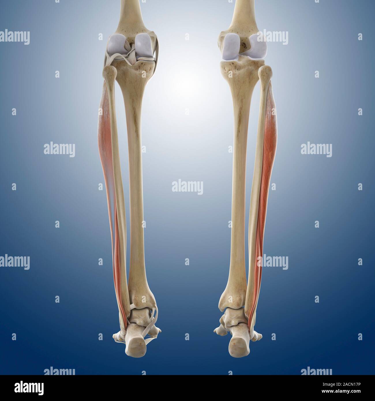 Calf muscles. Computer artwork of a posterior view of a set of calf ...