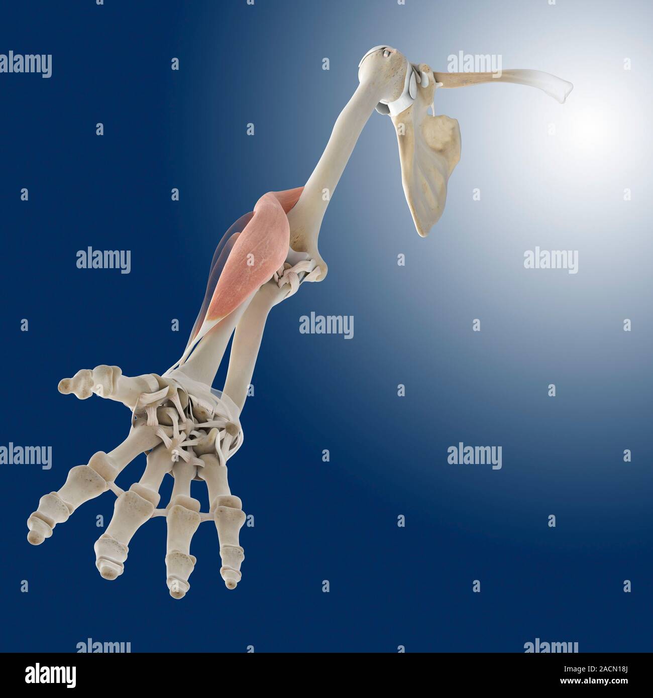 Forearm muscle. Computer artwork of a human arm, showing the ...