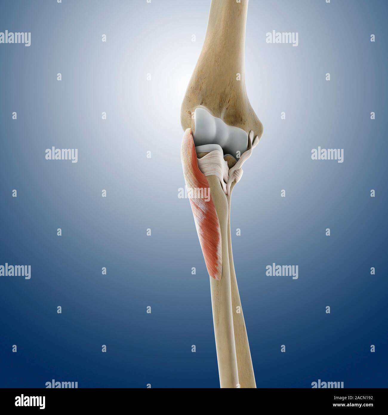 Elbow muscle. Computer artwork of the supinator muscle (red) of the ...
