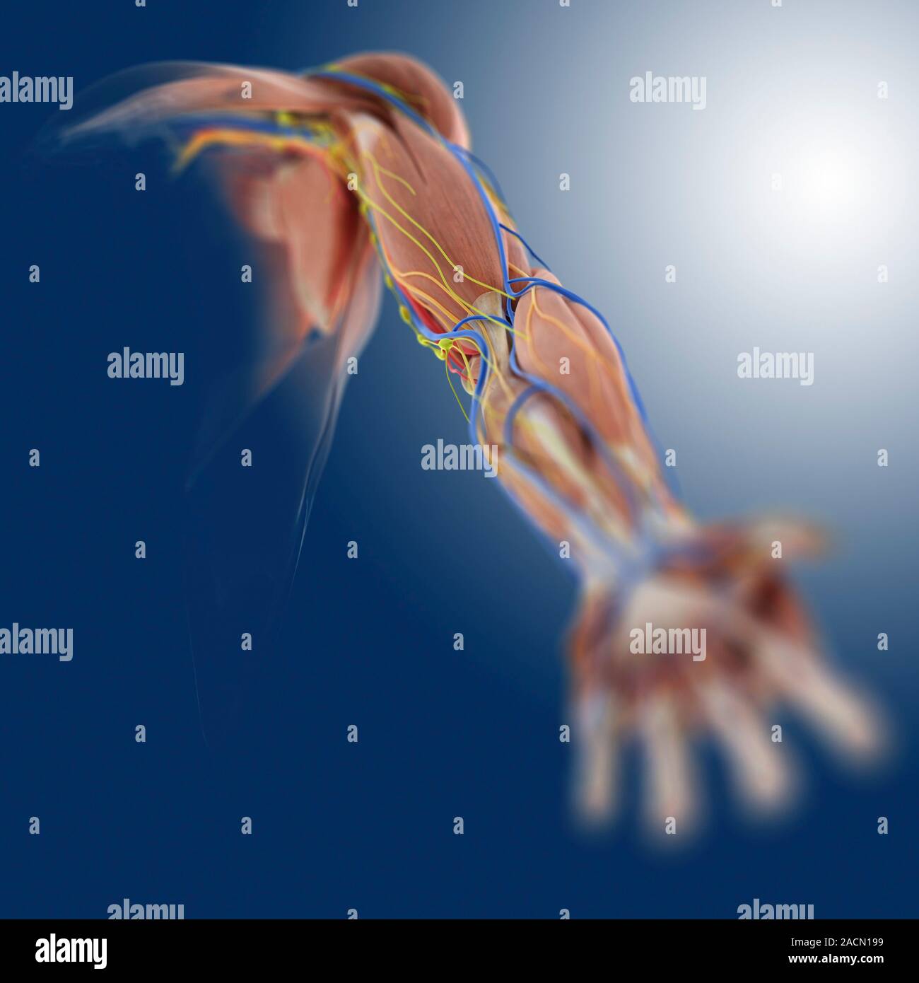Arm anatomy. Computer artwork of an oblique anterior view looking up a ...