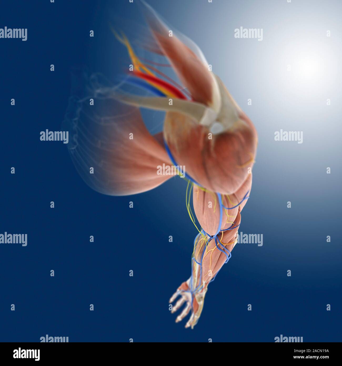 Arm anatomy. Computer artwork of an oblique anterior view looking down ...