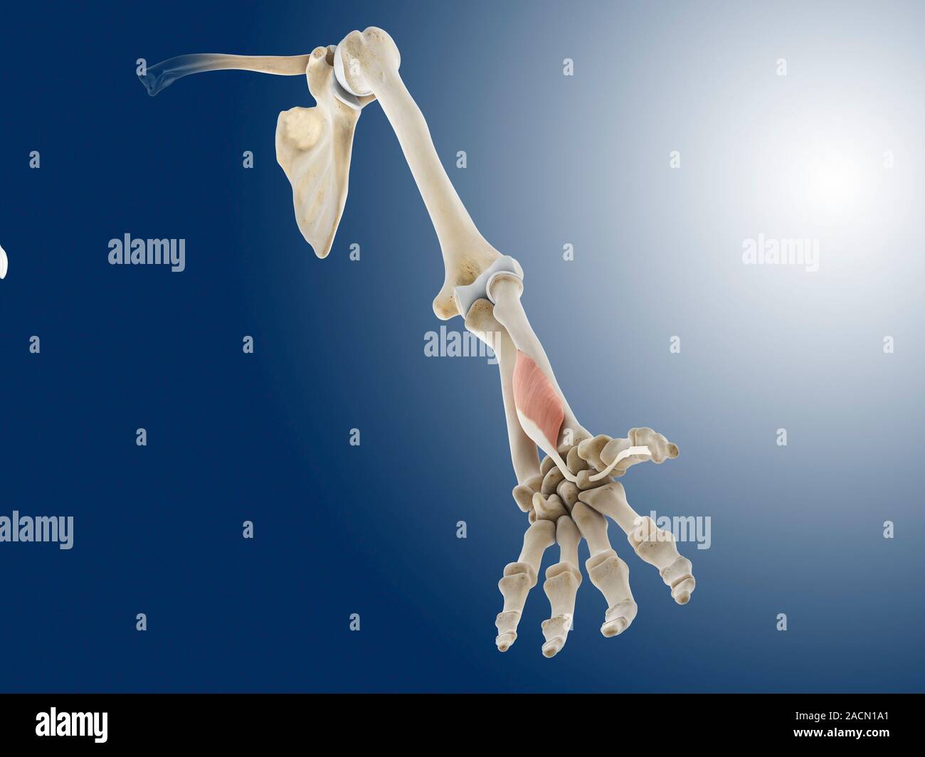 Forearm muscle. Computer artwork of an anterior view of a human arm ...