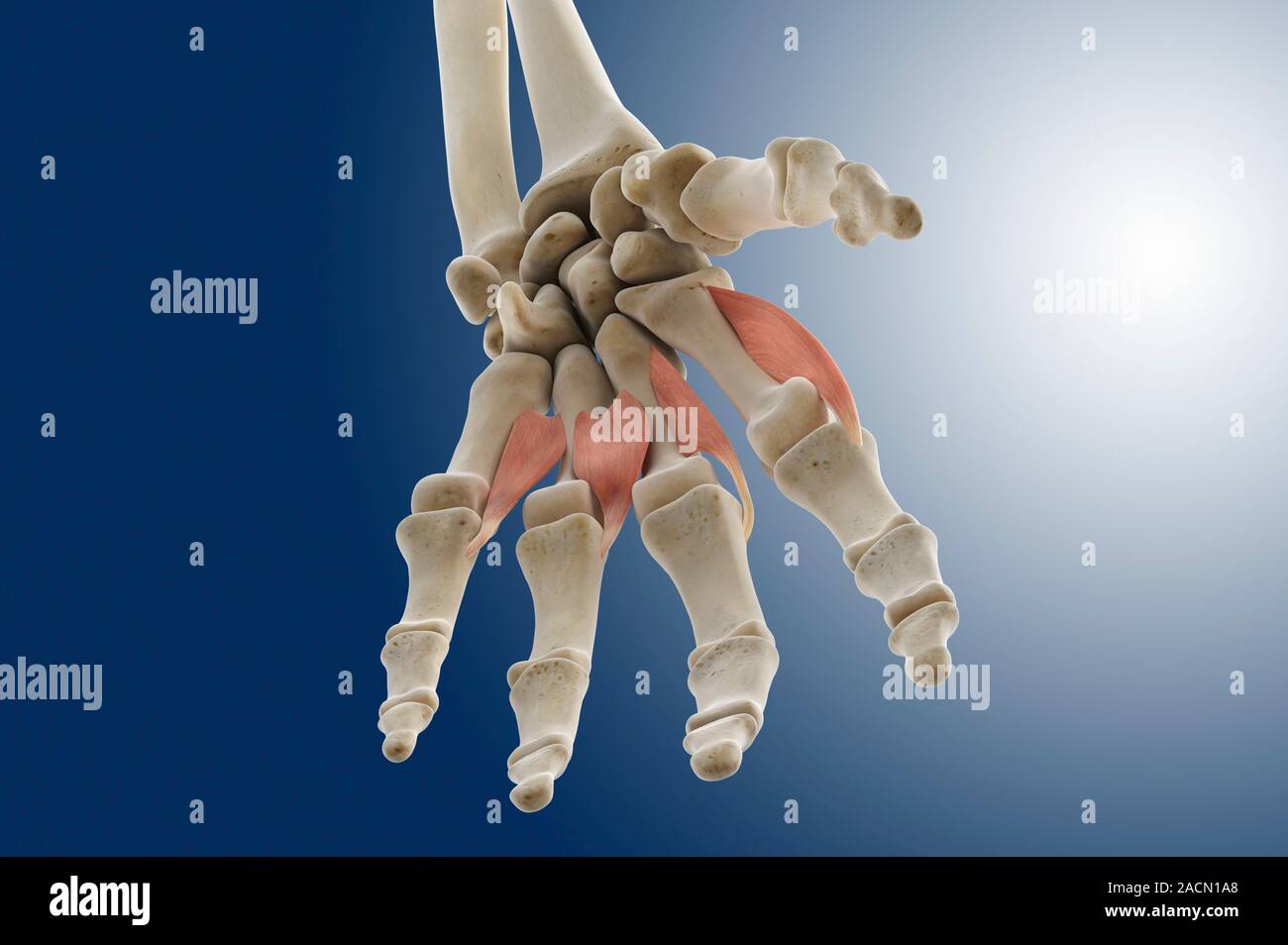 Hand muscles. Computer artwork of an anterior (palm upwards) view of a ...