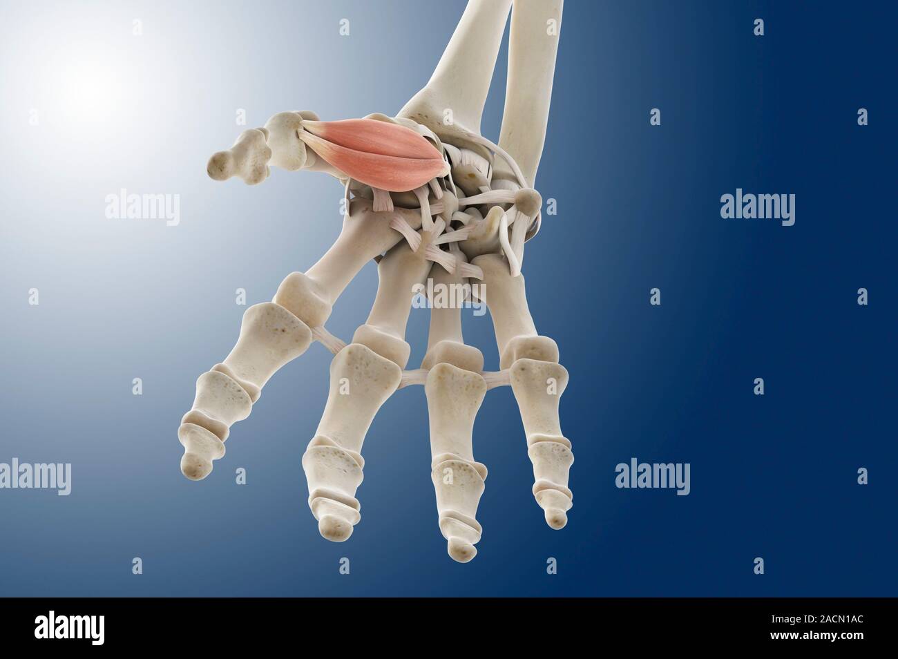 Thumb muscles. Computer artwork of two of the muscles (red) of the ...