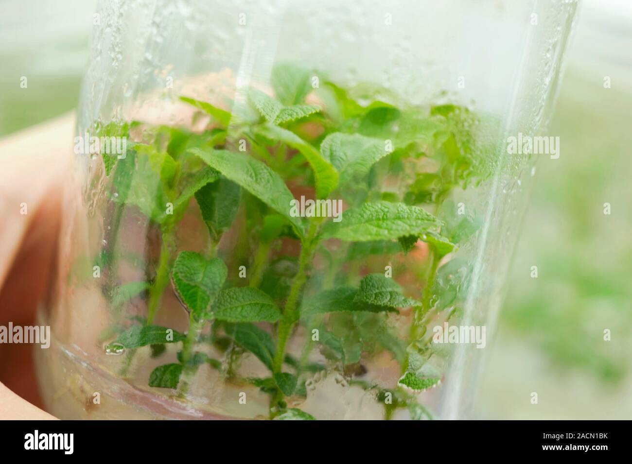 Teak cloning, YSG Biotech, Sabah, Malaysia. The teak plantlets are ...