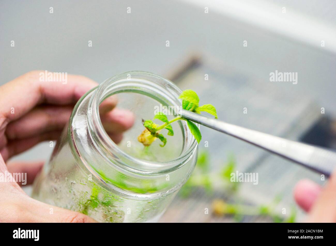 Teak cloning, YSG Biotech, Sabah, Malaysia. The teak plantlets are ...