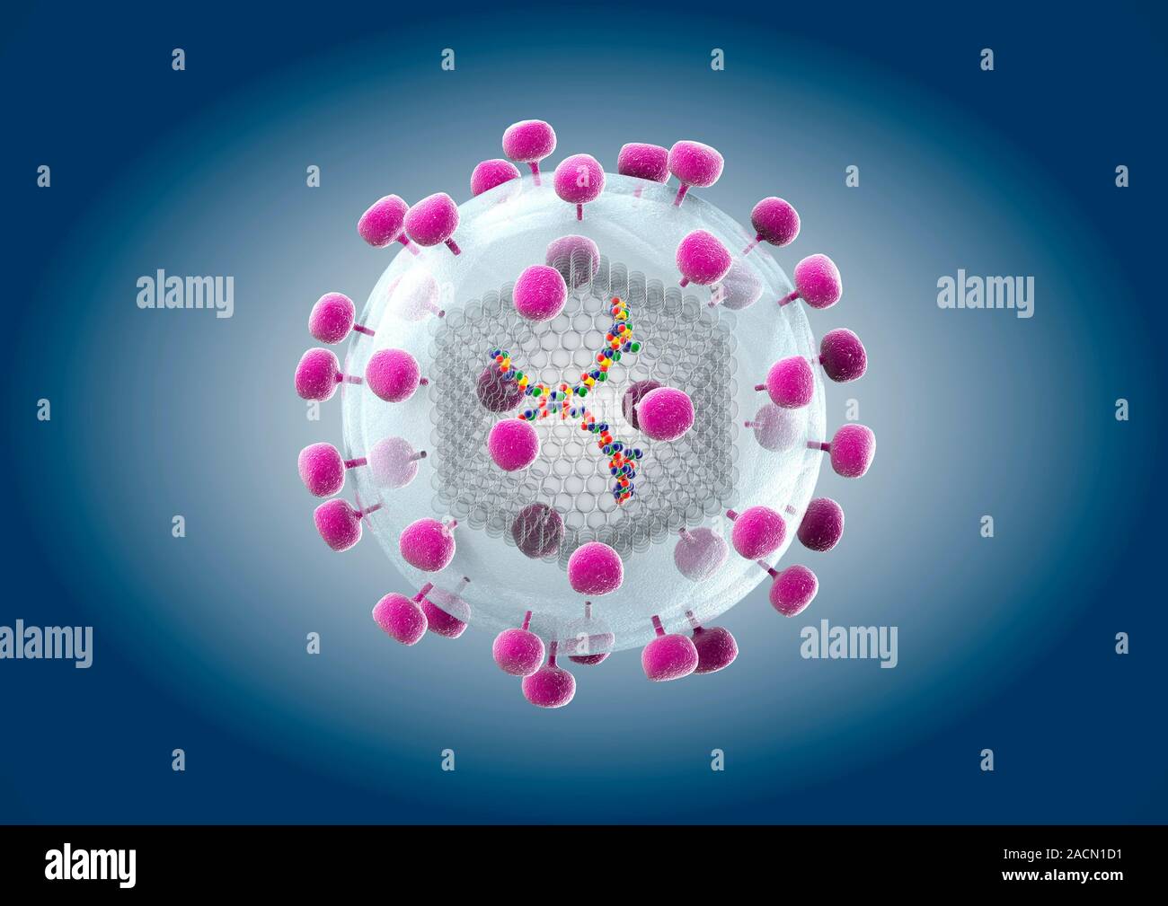 HIV, particle. Computer artwork showing the structure of an HIV (human ...