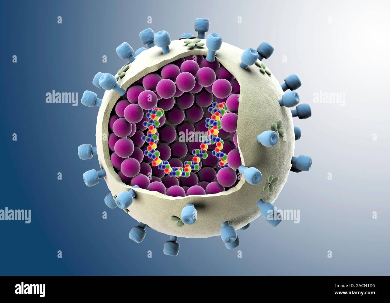 Influenza virus particle. Cutaway computer artwork showing the internal ...