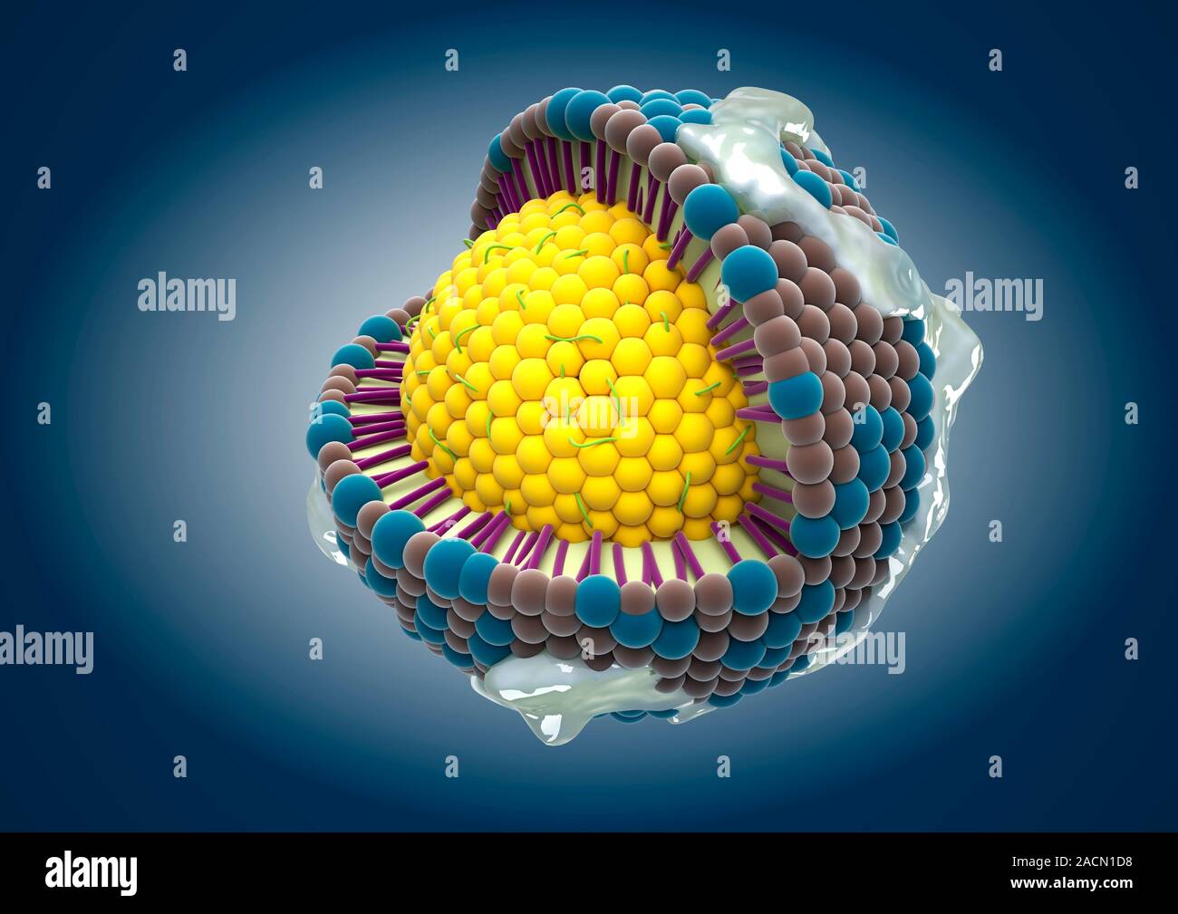 Cholesterol lipoprotein. Cutaway computer artwork showing the structure ...