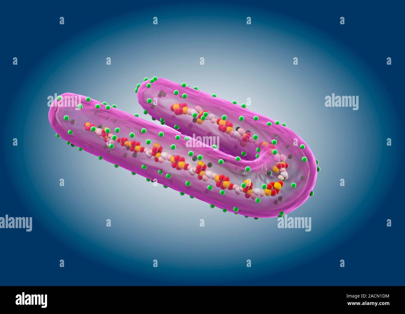 Marburg virus. Computer artwork of a Marburg virus particle (virion ...