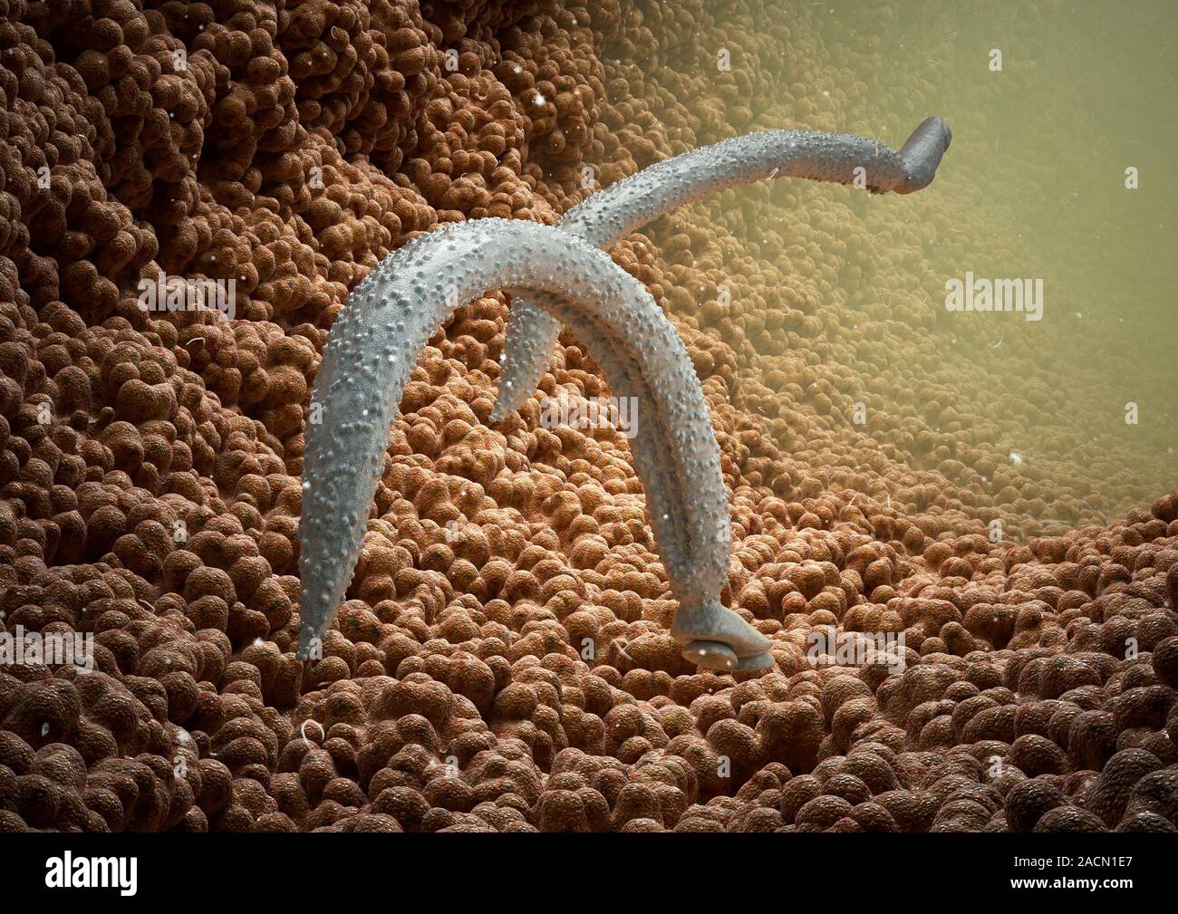 Schistosome fluke worms. Computer artwork of Schistosoma mansoni fluke ...