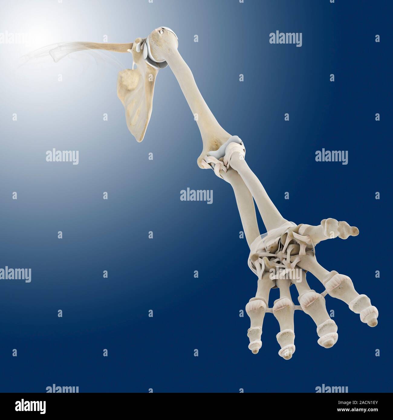 Arm ligaments. Computer artwork of an anterior view of the bones ...