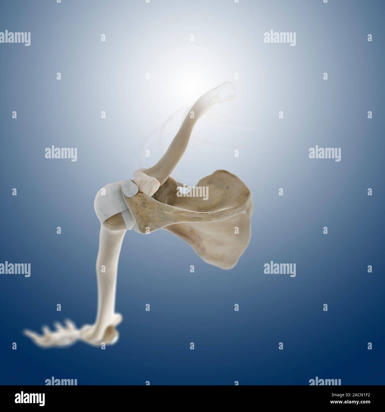 Shoulder joint. Computer artwork of a posterior view looking down on ...