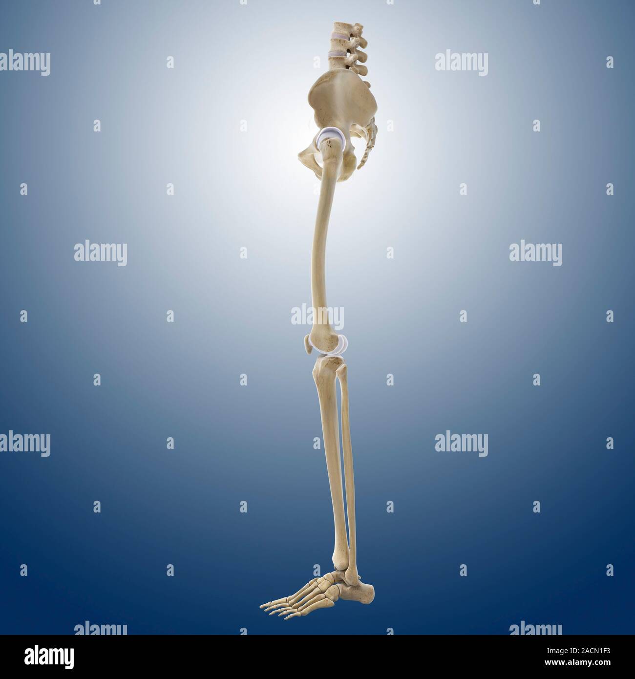 Leg bones and joints. Computer artwork of a side view of the bones and ...
