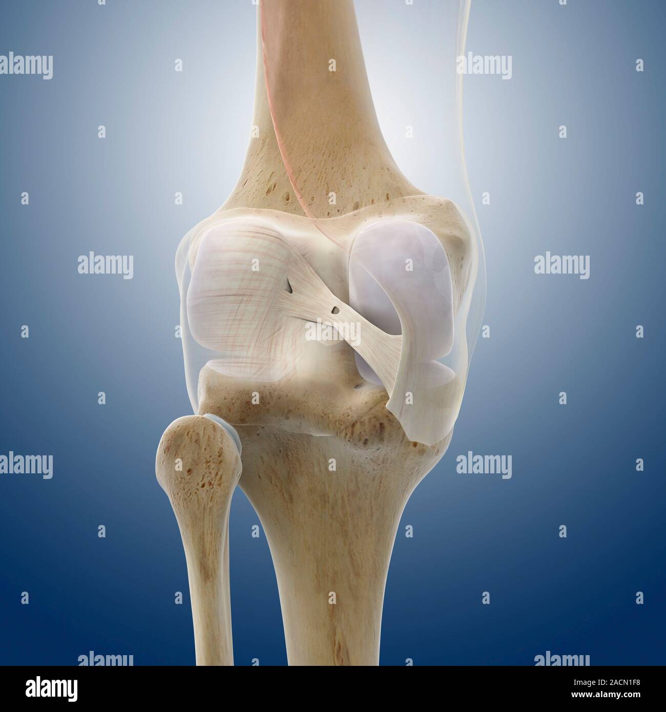 Knee ligaments. Computer artwork of a posterior view of the knee ...