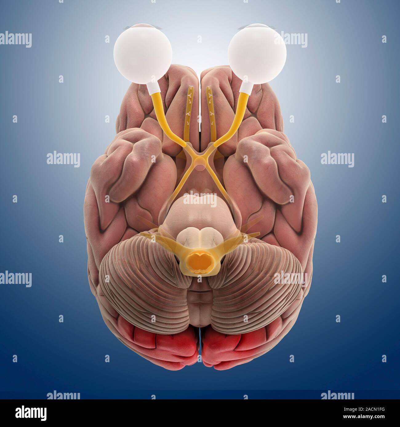 Brain and eye anatomy. Computer artwork of the brain from below, with ...