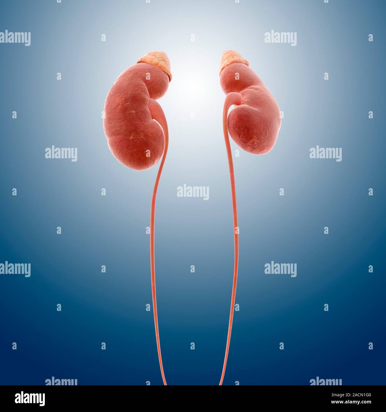 Kidneys and ureters. Computer artwork showing the kidneys, the main organs of the urinary system ...
