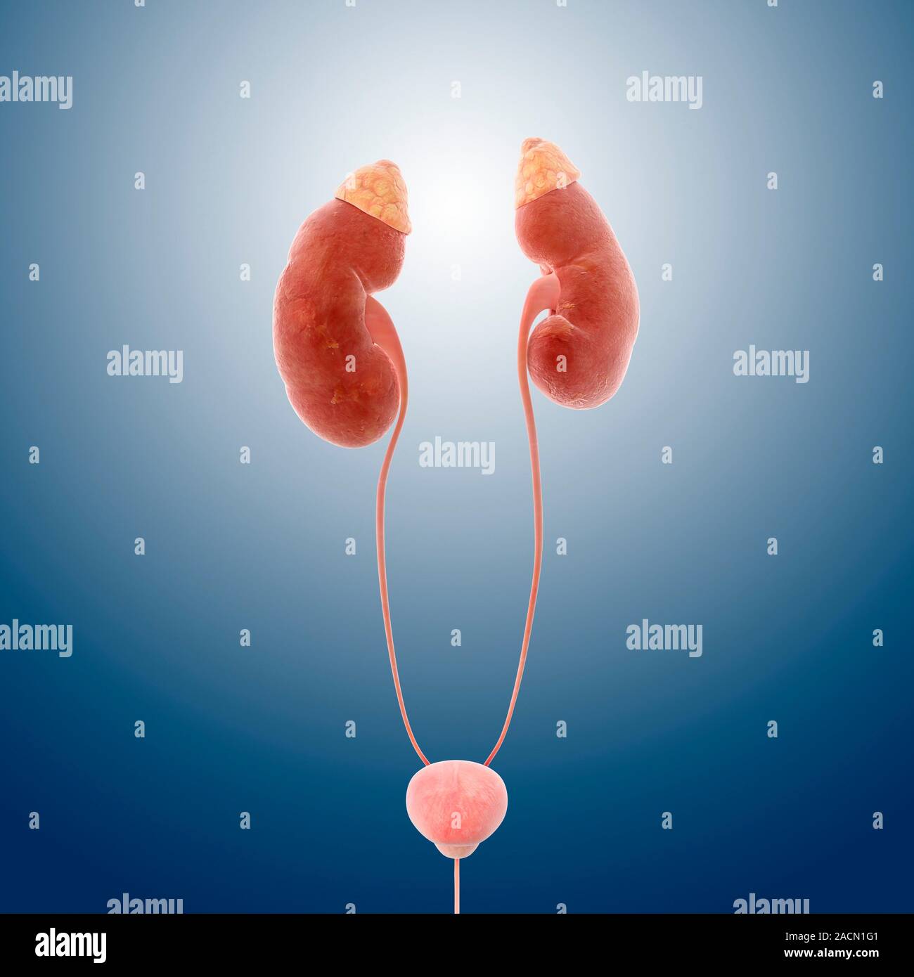 Urinary system. Computer artwork showing the kidneys (top), the main ...