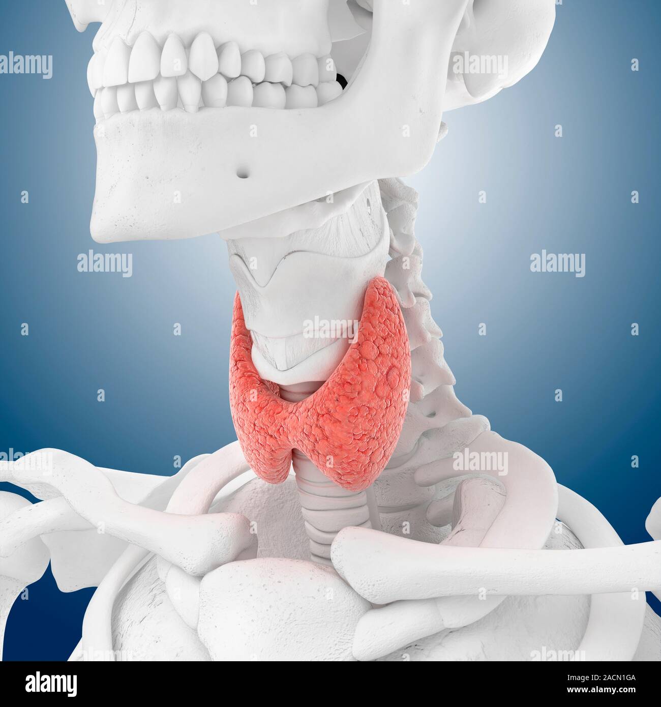 Thyroid anatomy. Computer artwork of the thyroid glands (pink) of the ...