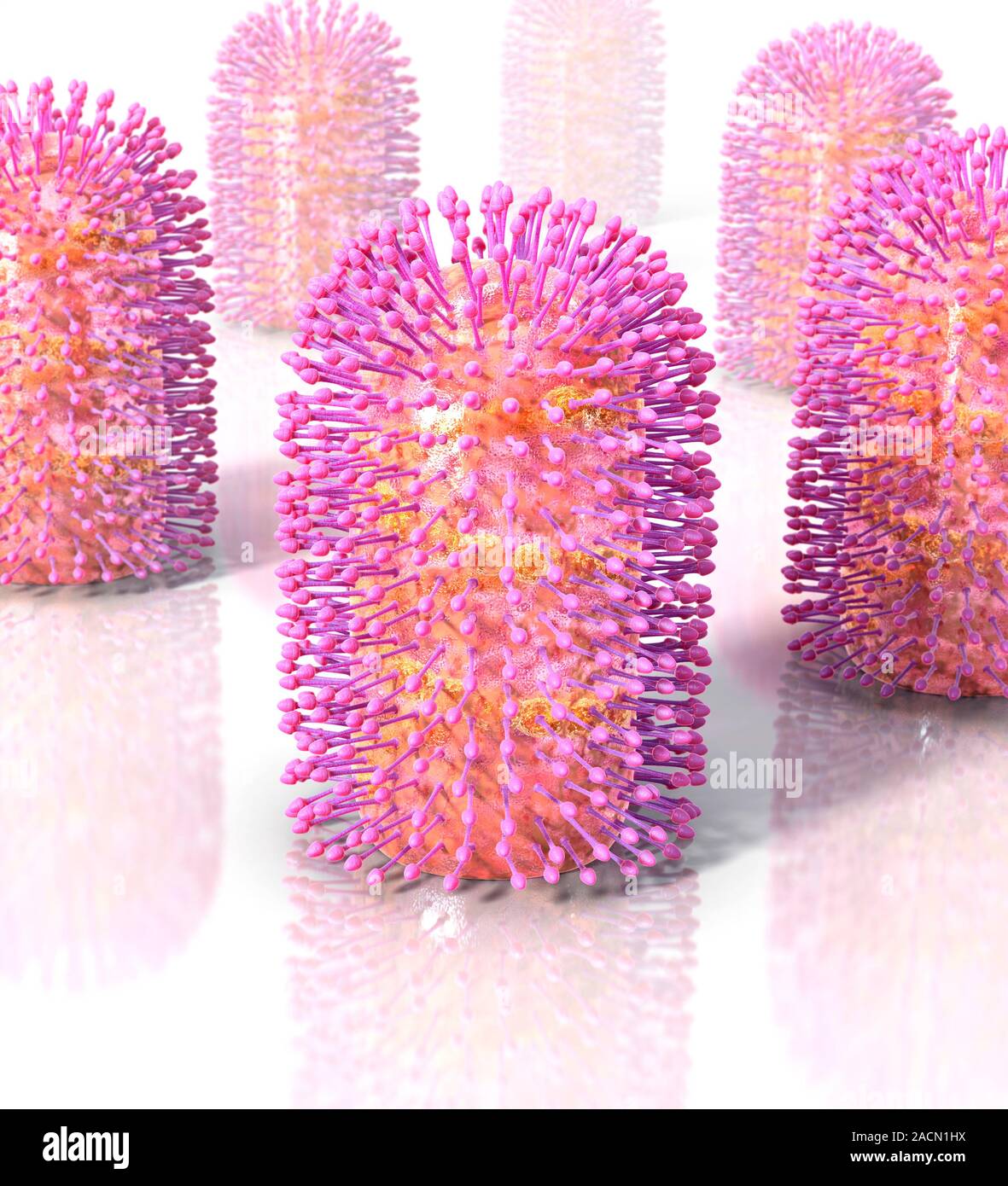 Rabies virus. Computer artwork of a rabies (family Rhabdoviridae) virus ...