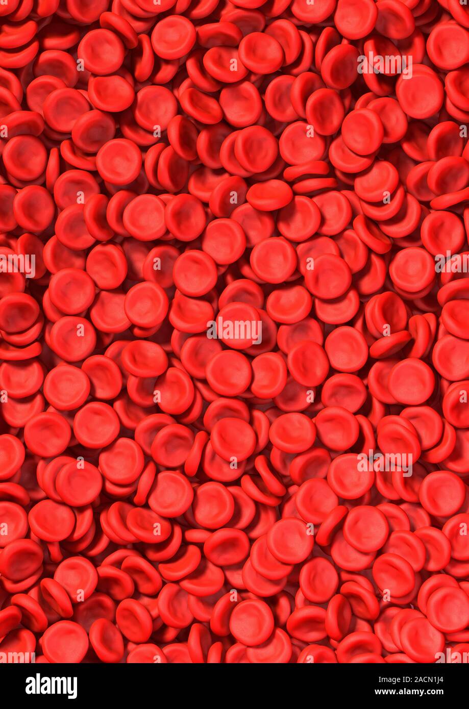 Red blood cells (erythrocytes), computer artwork Stock Photo - Alamy
