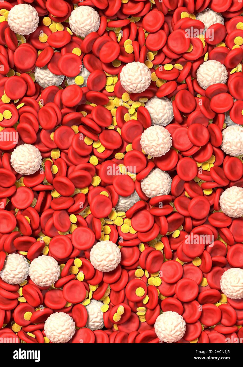 Blood cells. Computer artwork of red blood cells (erythrocytes, red ...