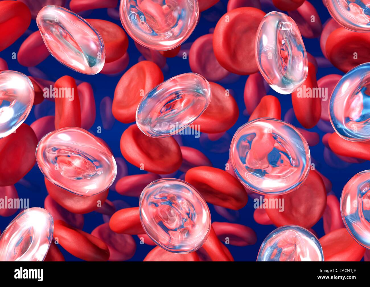 Anaemia, conceptual image. Computer artwork of normal red blood cells ...