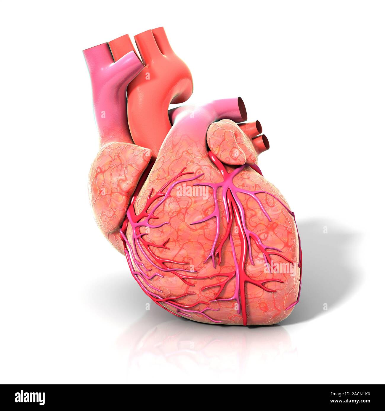 External Heart Anatomy Coronary Arteries
