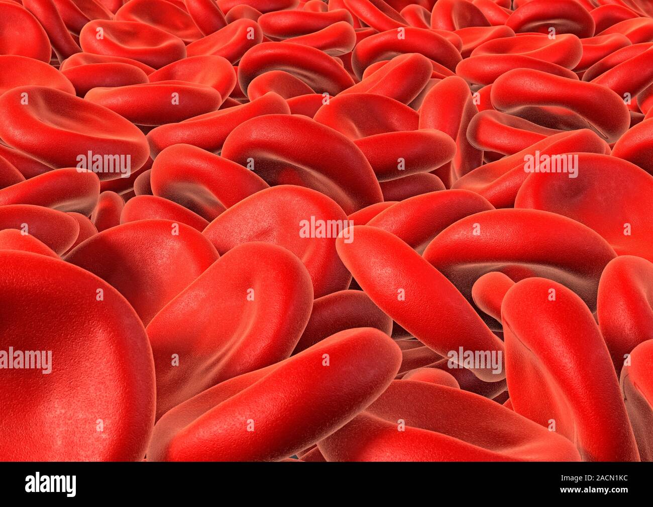 Red blood cells (erythrocytes), computer artwork Stock Photo - Alamy