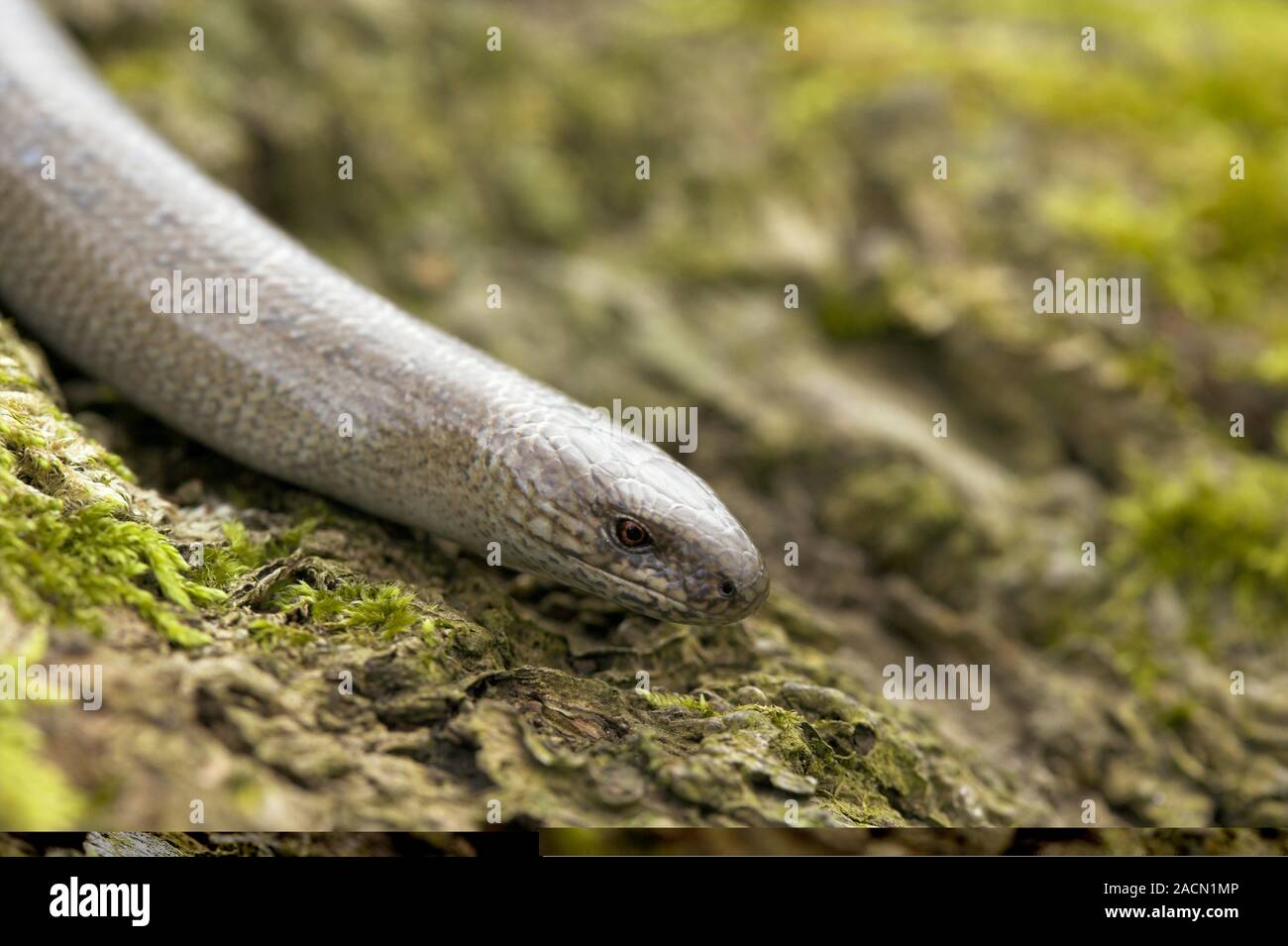 Slow worm (Anguis fragilis) head. This reptile, native to Eurasia, is a ...