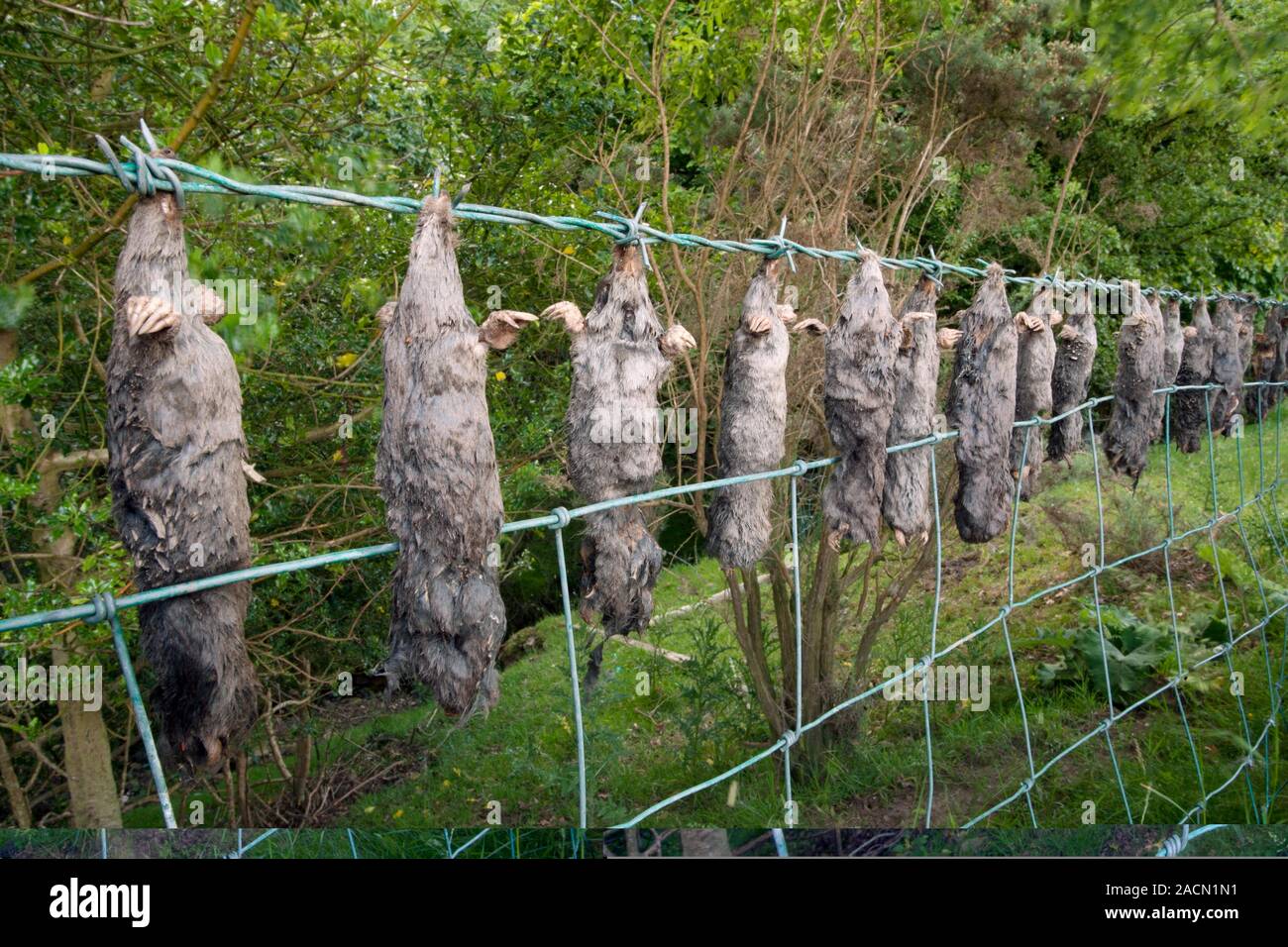 Culled moles. Dead bodies of European moles (Talpa europaea) hanging on ...
