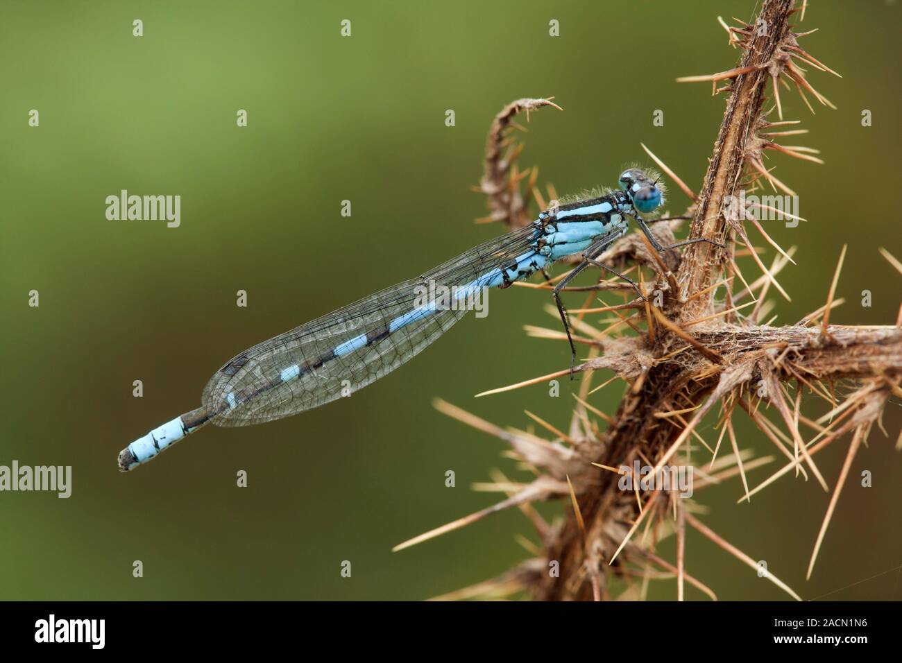 Common blue damselfly (Enallagma cyathigerum). Common blues are amongst ...