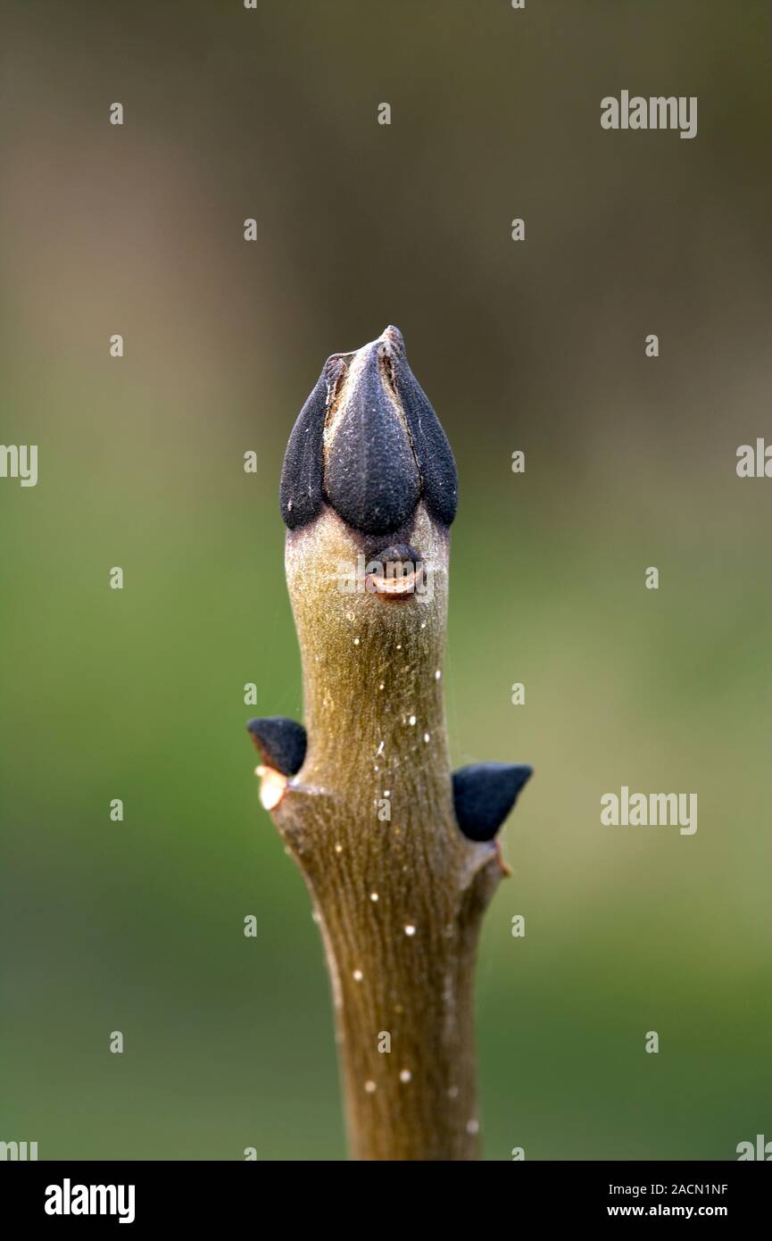 Common ash (Fraxinus excelsior) winter bud. A winter bud consists of ...