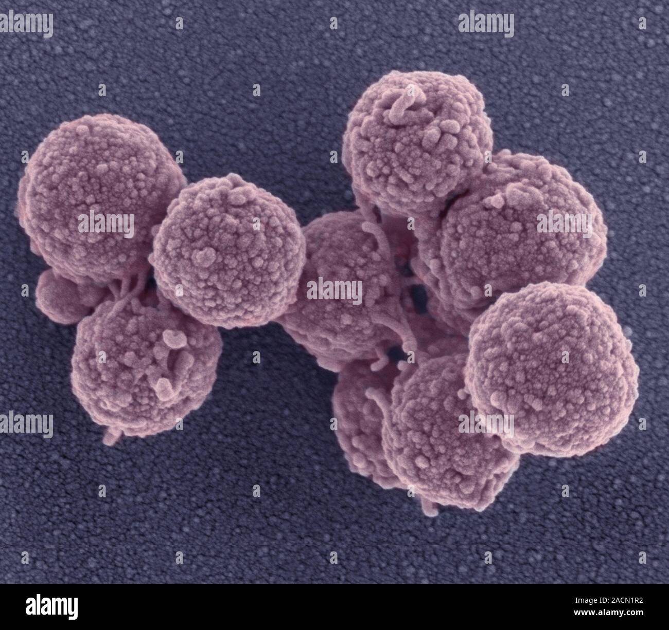 Synthetic Mycoplasma bacteria. Coloured scanning electron micrograph ...