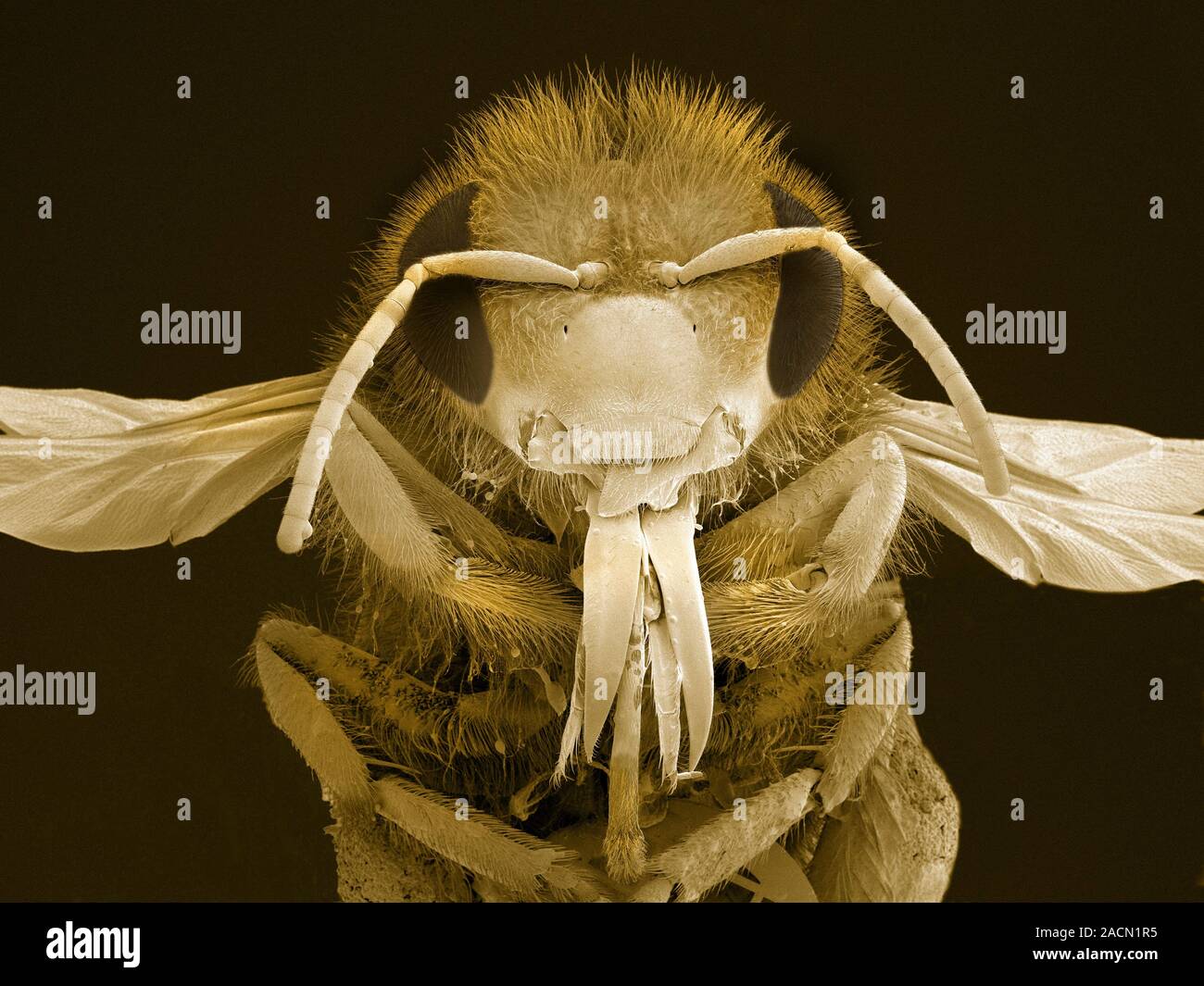Honey Bee Head Coloured Scanning Electron Micrograph Sem Of The Head Of A Honey Bee Apis Sp
